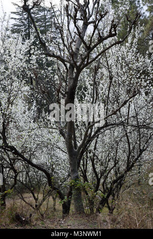 Plum trees Kasauli, Himachal Pradesh, India, Asia Stock Photo - Alamy