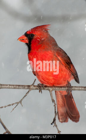 Vadnais Heights, Minnesota. Male Northern Cardinal, Cardinalis ...