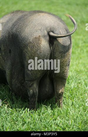 Domestic pig's rear and tail Stock Photo - Alamy
