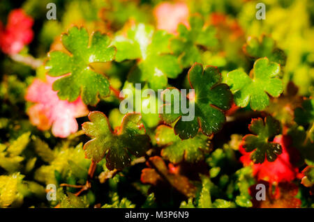 Clover, detail after rain Stock Photo - Alamy