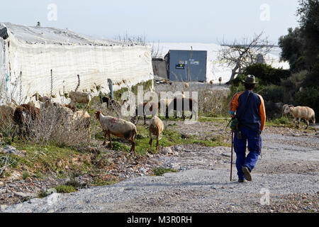 Shepherd tending sheep and goats grazing in meadow, Central Anatolia ...