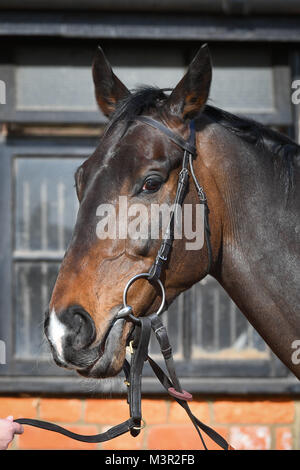 Paul Nicholls with Frodon during a stable visit at Manor Farm Stables ...