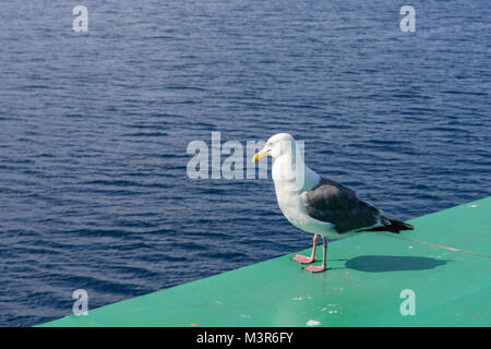 closeup seagull in Hokkaido, Japan Stock Photo - Alamy