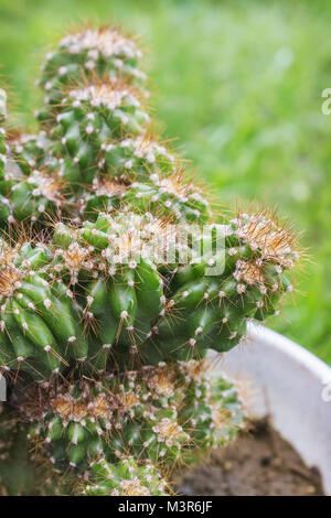Cactus Cereus Peruvian monstrous form Stock Photo - Alamy