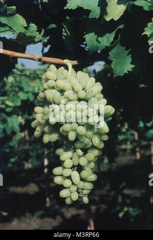 Grapes hanging in farm at Tasgaon ; Dist. Sangli ; Maharashtra ; India ...