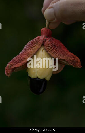 Ackee pod still-life photograph Stock Photo - Alamy