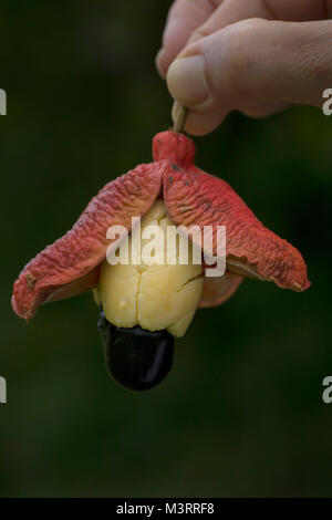 Ackee pod still-life photograph Stock Photo - Alamy