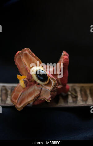 Ackee pod still-life photograph Stock Photo - Alamy
