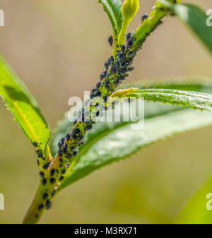 Plant louse colony or aphid lice insects eating a closed flower bud ...
