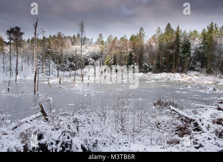 blakemere moss lake in delamere forest cheshire england, uk Stock Photo ...