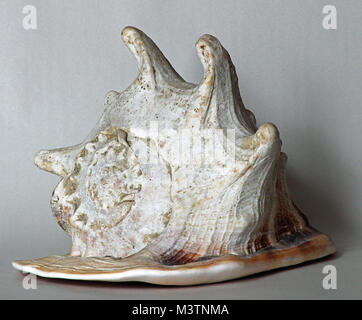 Color image of horned helmet sea shell with row of large shoulder ...