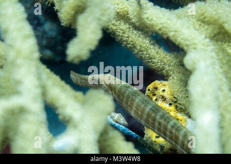 trumpetfish, Aulostomus maculatus, is a long-bodied fish with an ...
