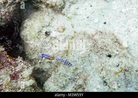 Ancylomenes pedersoni, sometimes known as Pederson's shrimp, is a ...