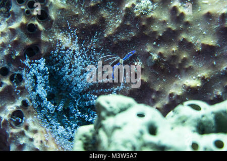 Ancylomenes pedersoni,Pederson's shrimp, is a species of cleaner shrimp ...
