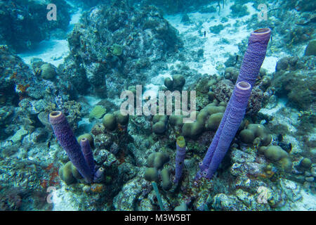Callyspongia vaginalis, known as the branching vase sponge is a ...