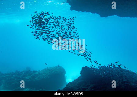 Sweepers are small, tropical marine (occasionally brackish) perciform ...
