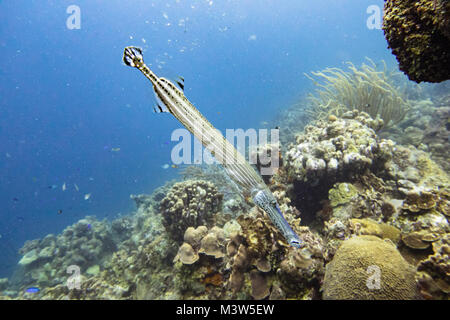 trumpetfish, Aulostomus maculatus, is a long-bodied fish with an ...