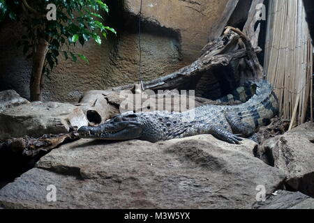 Reptile House, London Zoo, UK, 2020. The Reptile House in London Zoo ...