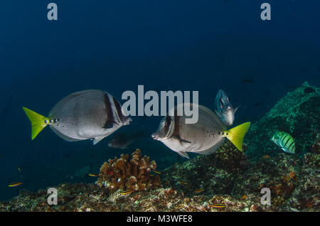 Razor Surgeonfish, Prioniurus laticlavius, Acanthuridae, Coiba National ...