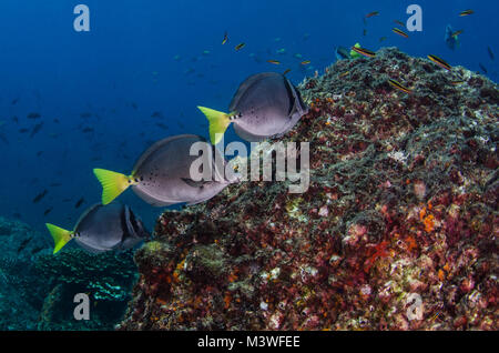 Razor Surgeonfish, Prioniurus laticlavius, Acanthuridae, Coiba National ...