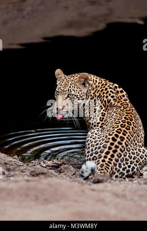 Young leopard (Panthera pardus) drinking from a pool in the Sabi Sands ...