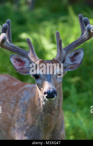 Pennsylvania wildlife- buck Stock Photo - Alamy