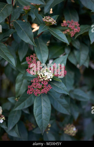Red viburnum tinus flower close up in the garden with copy space Stock ...