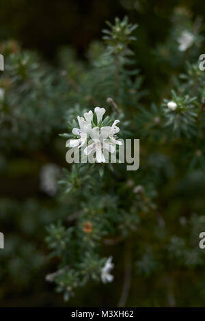 Coastal rosemary (Westringia fruticosa) is a shrub native to eastern ...