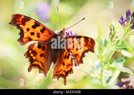 A Green Comma butterfly, Polygonia faunus, in the Cascade Mountains ...