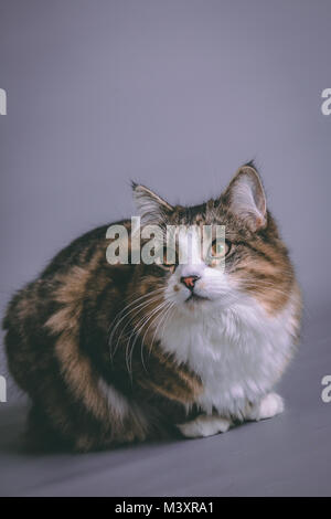 Tabby cat against a seamless grey background jumping and trying to grab ...