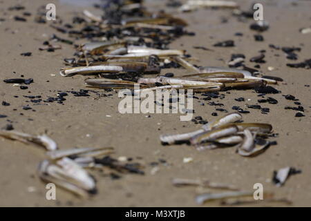 Razor blade shells at the sea shore Stock Photo - Alamy