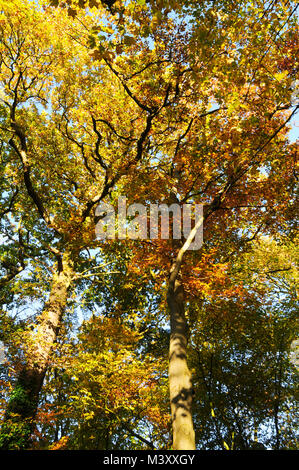 Green Drive, Lytham, Lancashire Stock Photo - Alamy