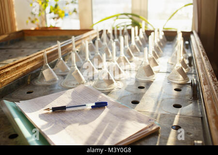 Germination table with seeds in filter funnels Stock Photo - Alamy