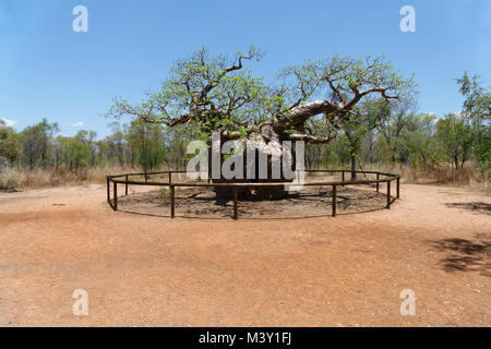 The Prison Boab Tree ( Adansonia digitata ), Derby, West Kimberley ...
