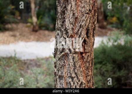 Eucaluptus globoidea or known as White Stringybark is a tree native to ...