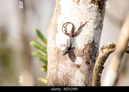 Black Brown anole lizard Anolis sagrei climbs on a tree and alternates ...