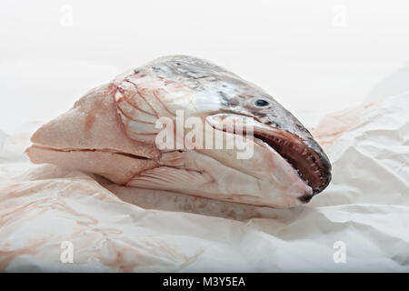 Close up of salmon teeth Stock Photo: 99399928 - Alamy
