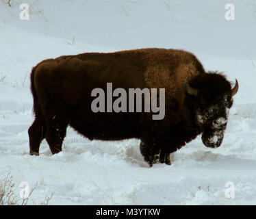 American Bison (Bison Bison) in the snow in the Badlands, Badlands ...