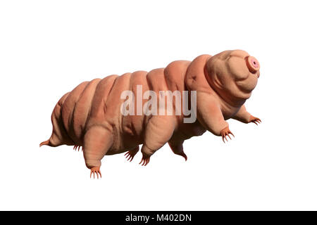 tardigrade, microscopic water bear isolated on white background Stock ...