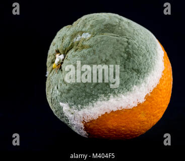 Fruit ; Orange decaying rotten fungus formed on skin of orange Stock ...