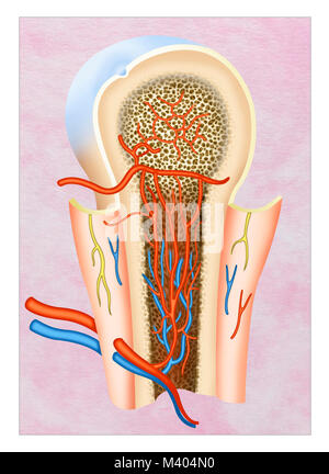 Bone Marrow blood cells as platelets and white blood cell concept ...