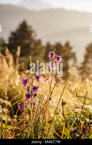 Himalayan flowers in dew at sunrise. Trekking in Nepal Stock Photo - Alamy