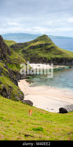 Gazing cow at the hills of Batanes, Philippines Stock Photo - Alamy