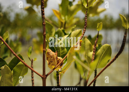 Mangroves grow on Funafala which is an islet of Funafuti in Tuvalu ...