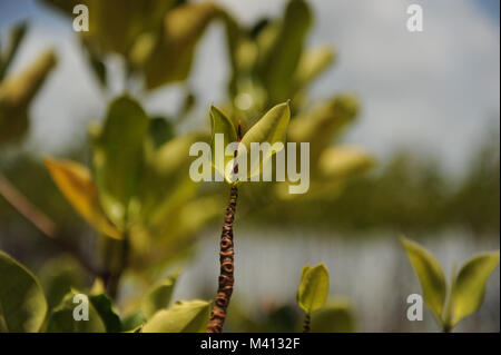 Mangroves grow on Funafala which is an islet of Funafuti in Tuvalu ...