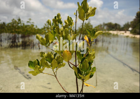 Mangroves grow on Funafala which is an islet of Funafuti in Tuvalu ...