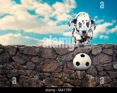 Funny dog jumping and catching football ball at goal Stock Photo - Alamy