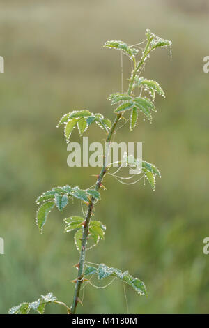 Rose (Rosa sp) leaf with dew, Germany Stock Photo - Alamy