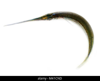 Fish Of India, Backwater Kerala. Freshwater garfish (Xenentodon cancila ...