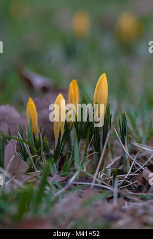 Signs of early spring as Crocuses starts to bloom in a north London ...